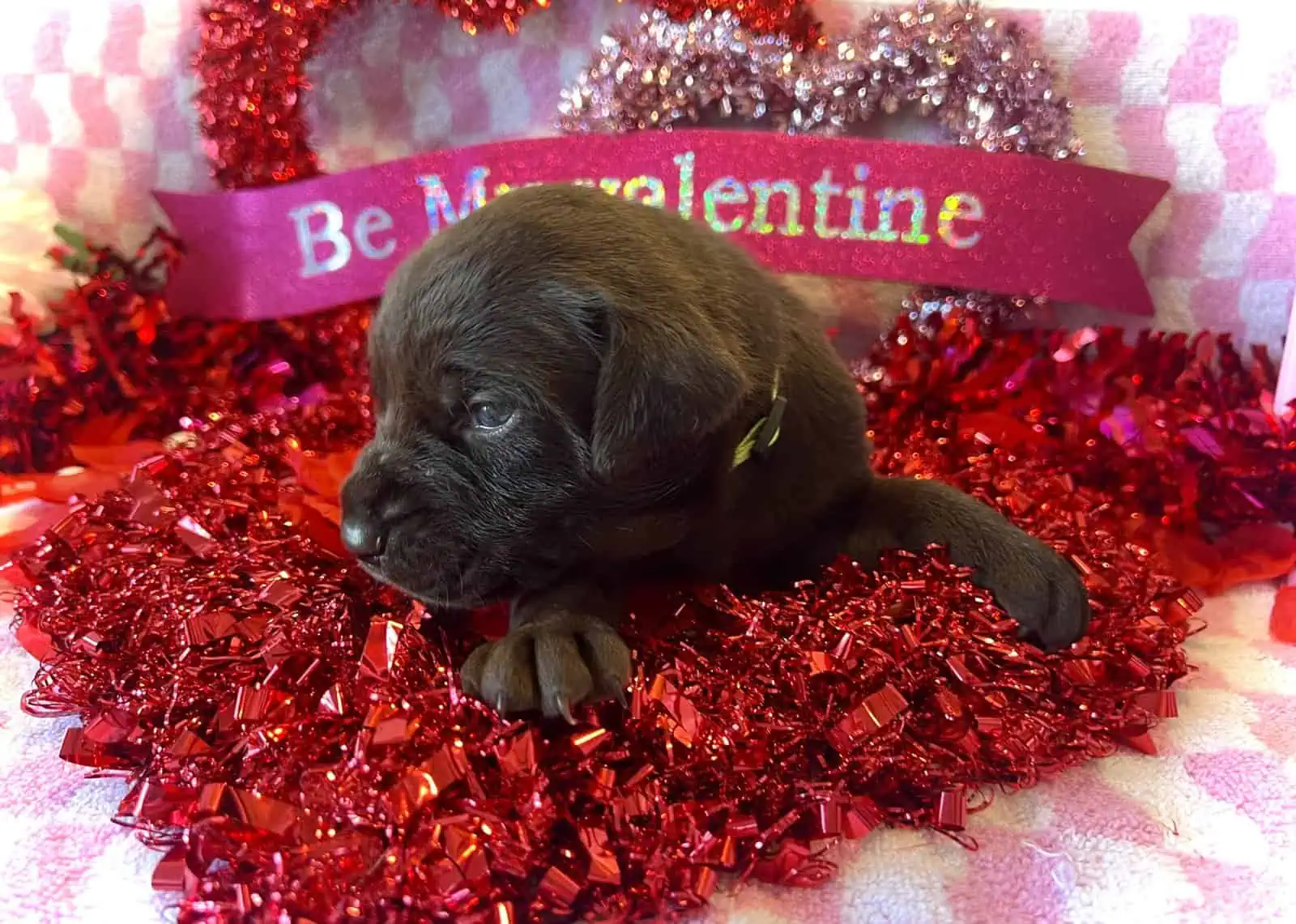 Full blood Labrador Retriever puppies | PetClassifieds.com