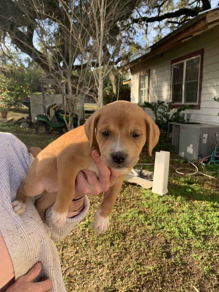 Meet Duo | PetClassifieds.com