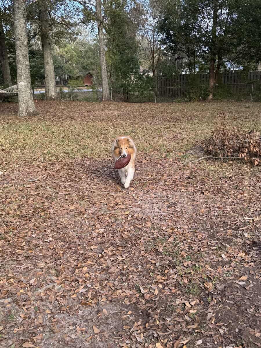 Love Lassie? Check out this handsome fella! | PetClassifieds.com