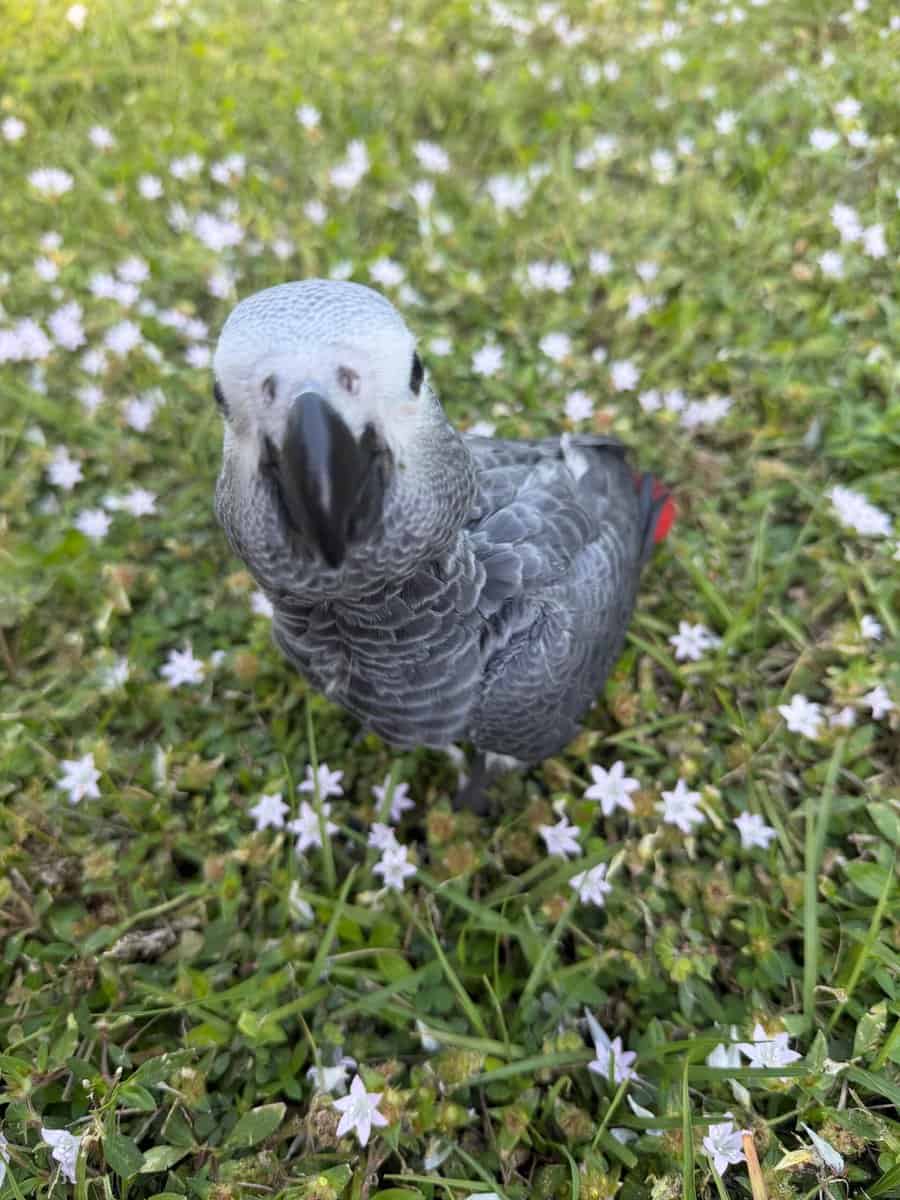 African Grey baby | PetClassifieds.com