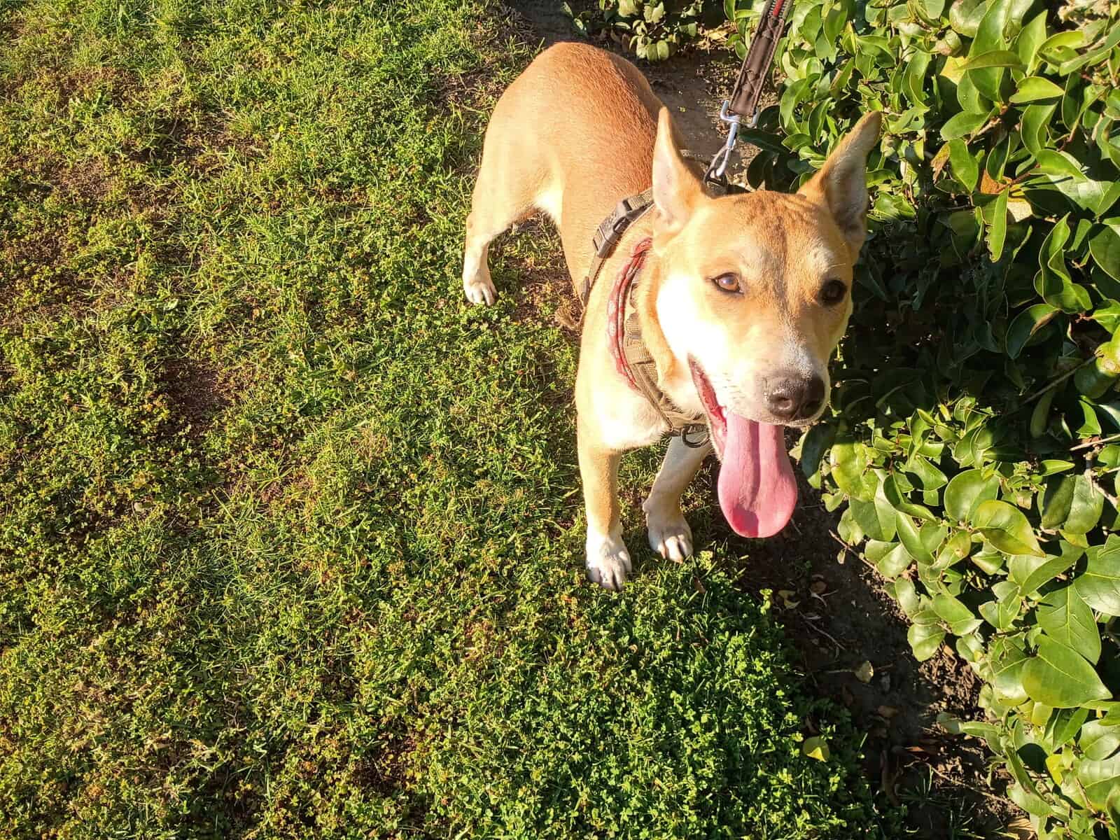 Meet Honey Bear (Look at Those Eyes!) | PetClassifieds.com