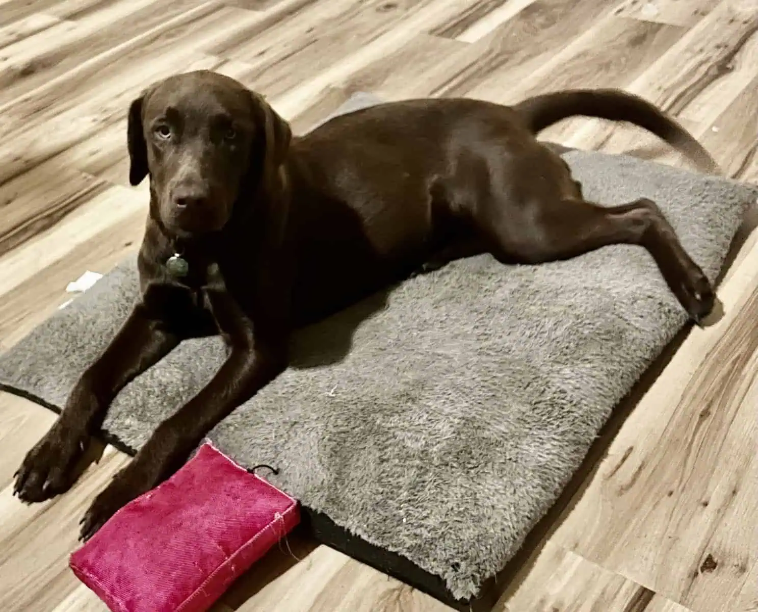 Female chocolate lab | PetClassifieds.com