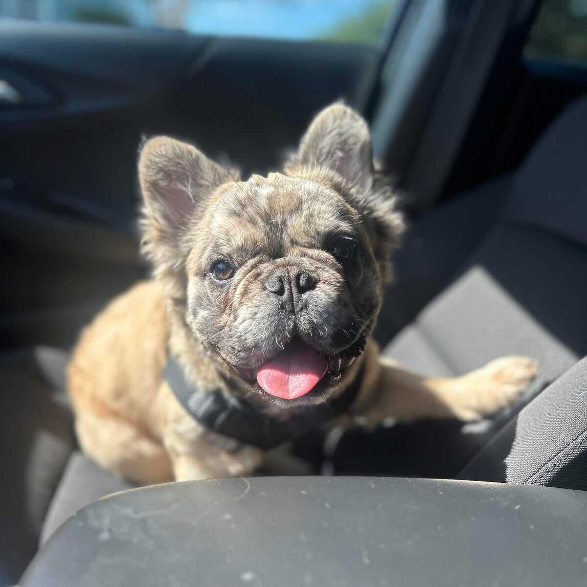 french bulldogs fluffy carrier | PetClassifieds.com