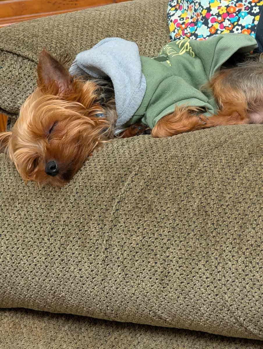 MALE YORKIE 1 Yrs Old | PetClassifieds.com