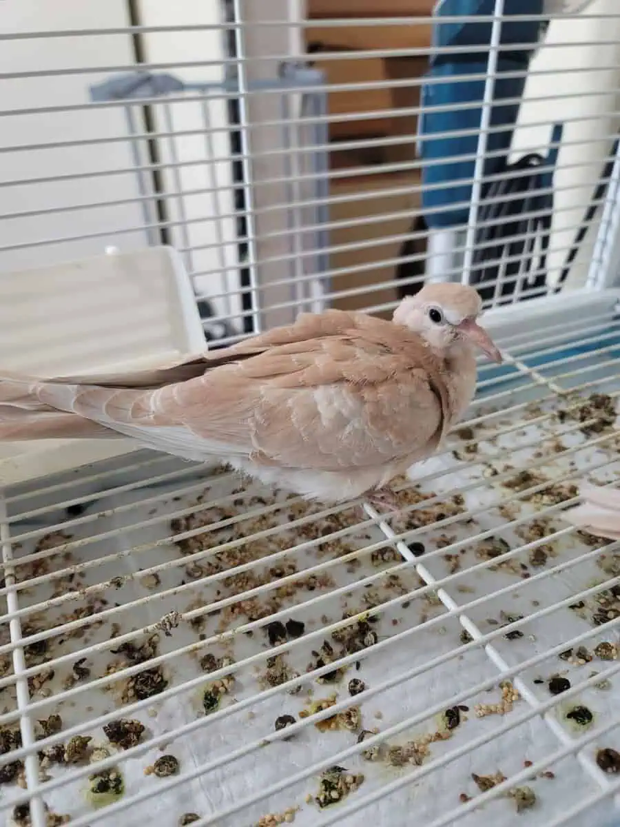 Mix Breed baby Doves | PetClassifieds.com