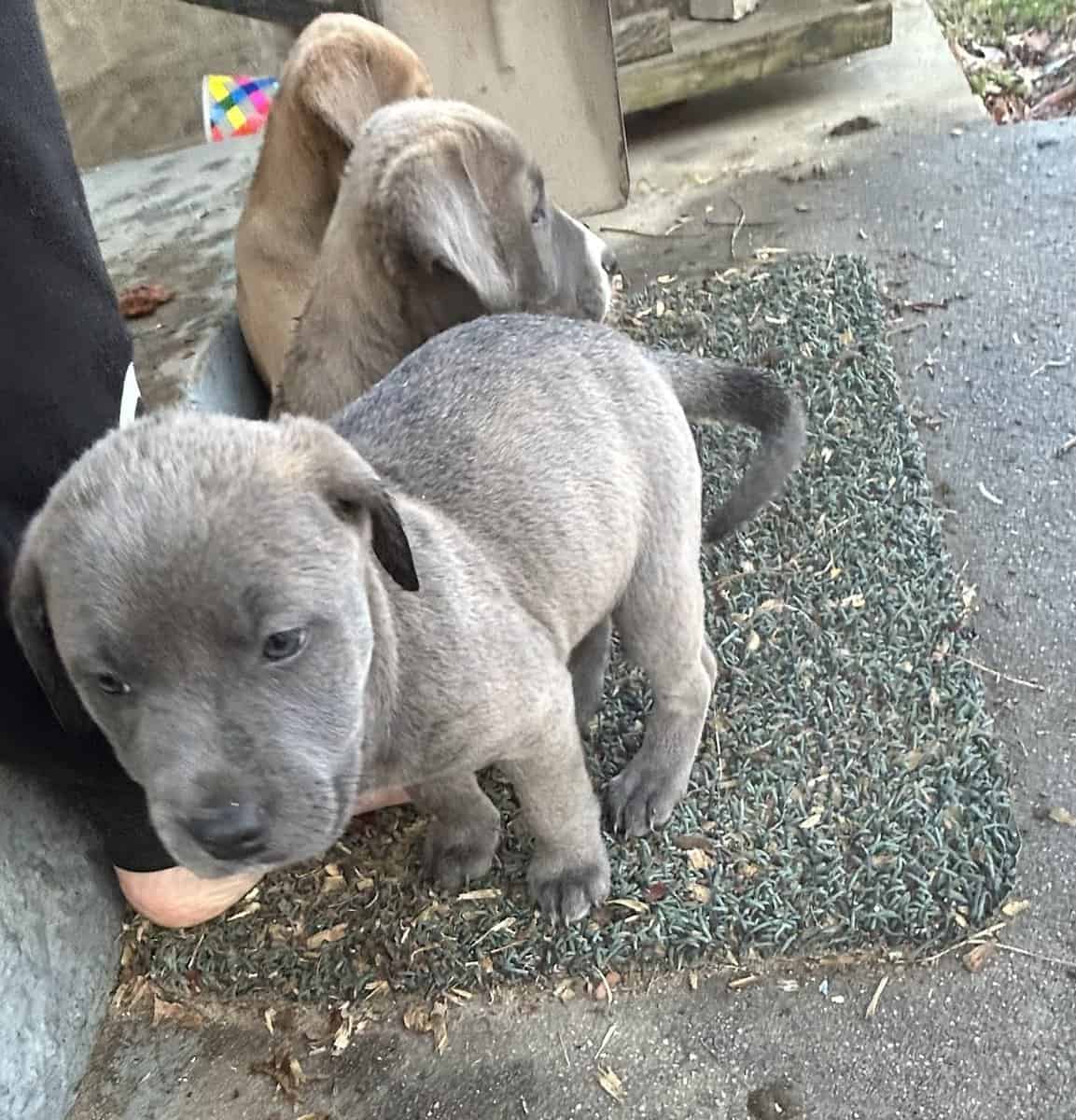 Free puppies | PetClassifieds.com
