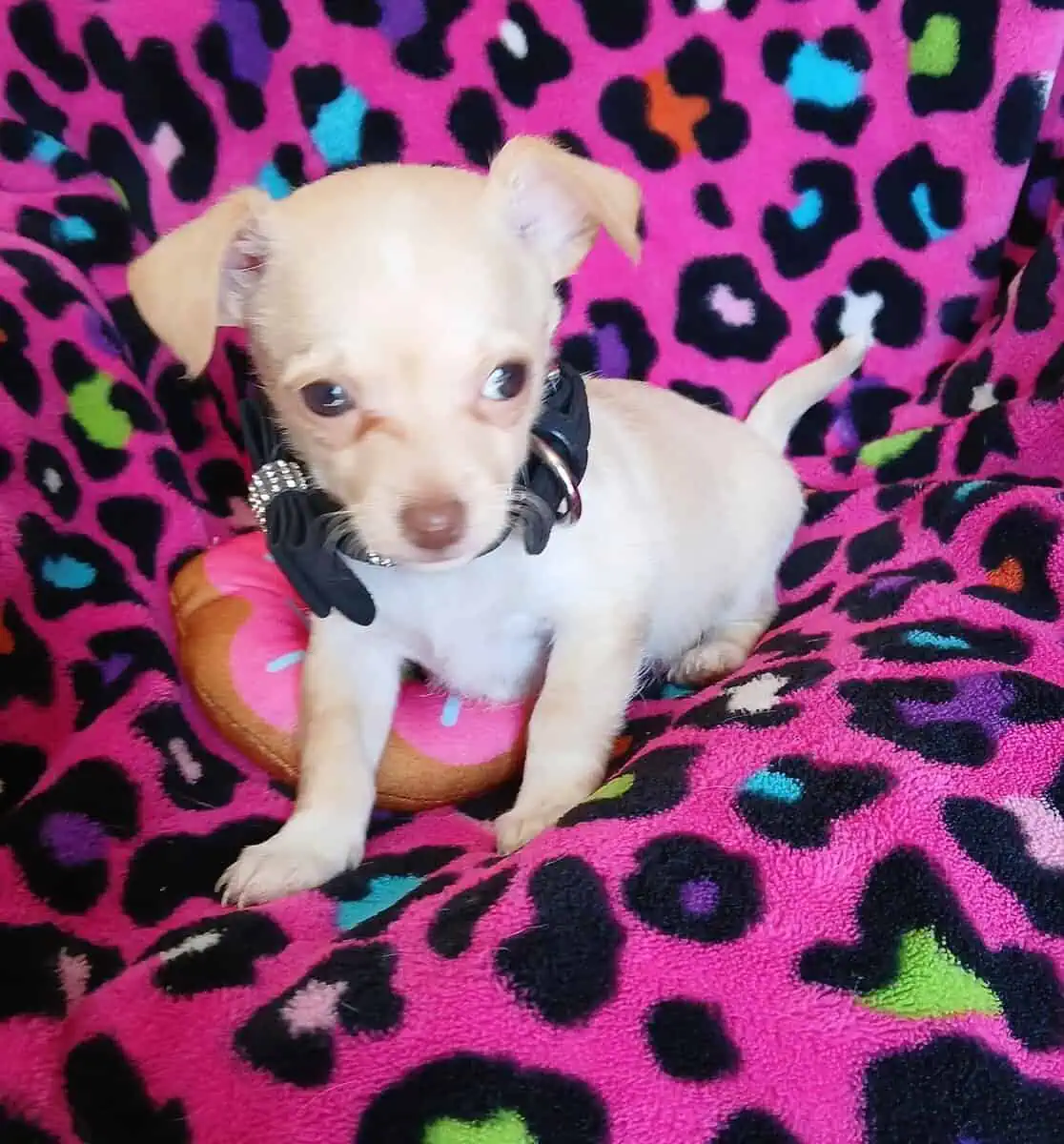 Zoe.. | PetClassifieds.com