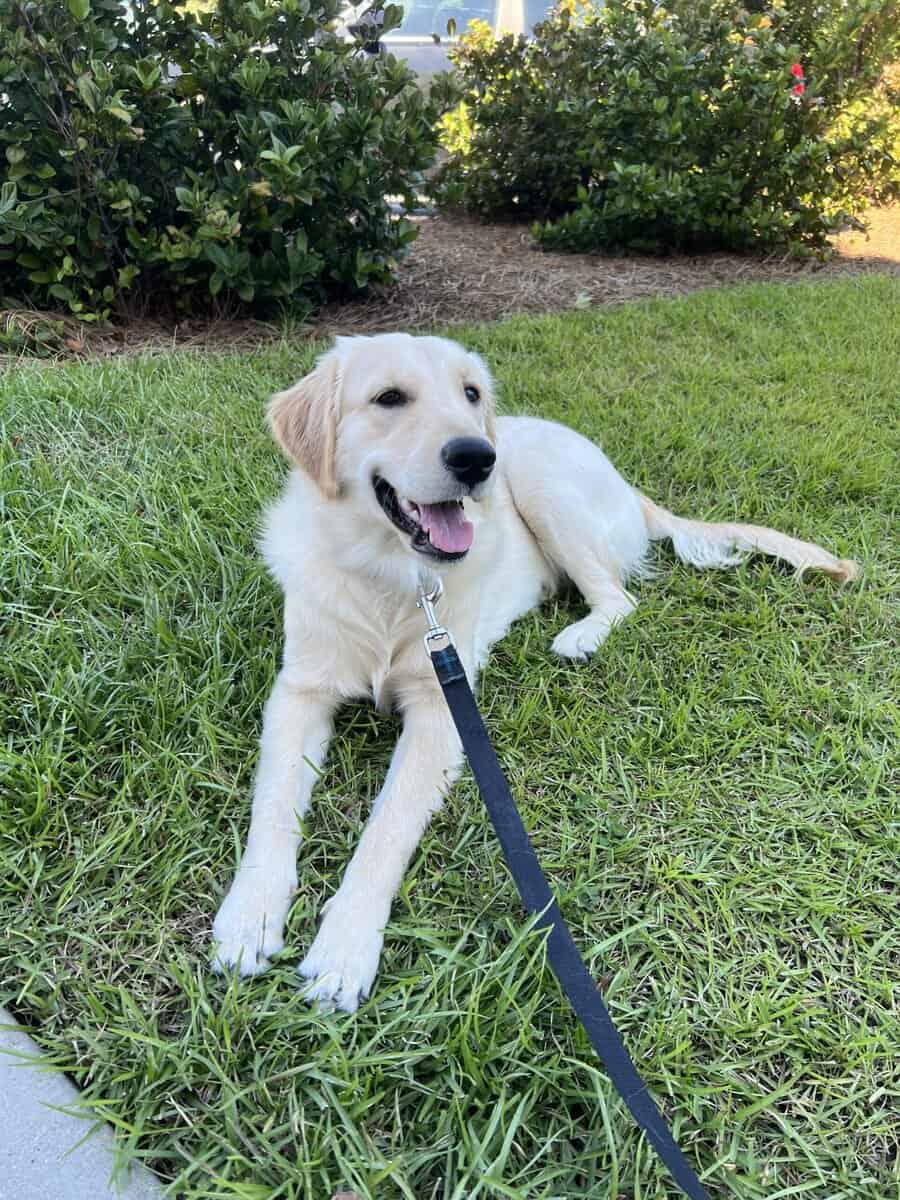 Rehoming golden retriever | PetClassifieds.com