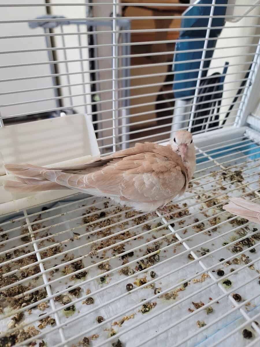 Mix Breed baby Doves | PetClassifieds.com