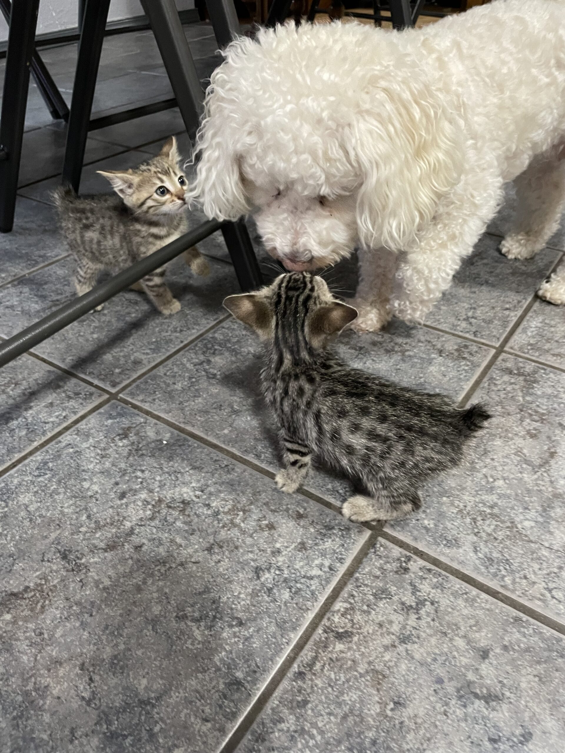 Pixie-Bob Kittens | PetClassifieds.com