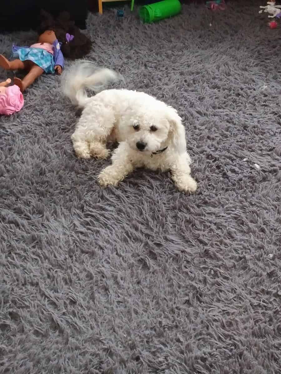 Maltipoo | PetClassifieds.com