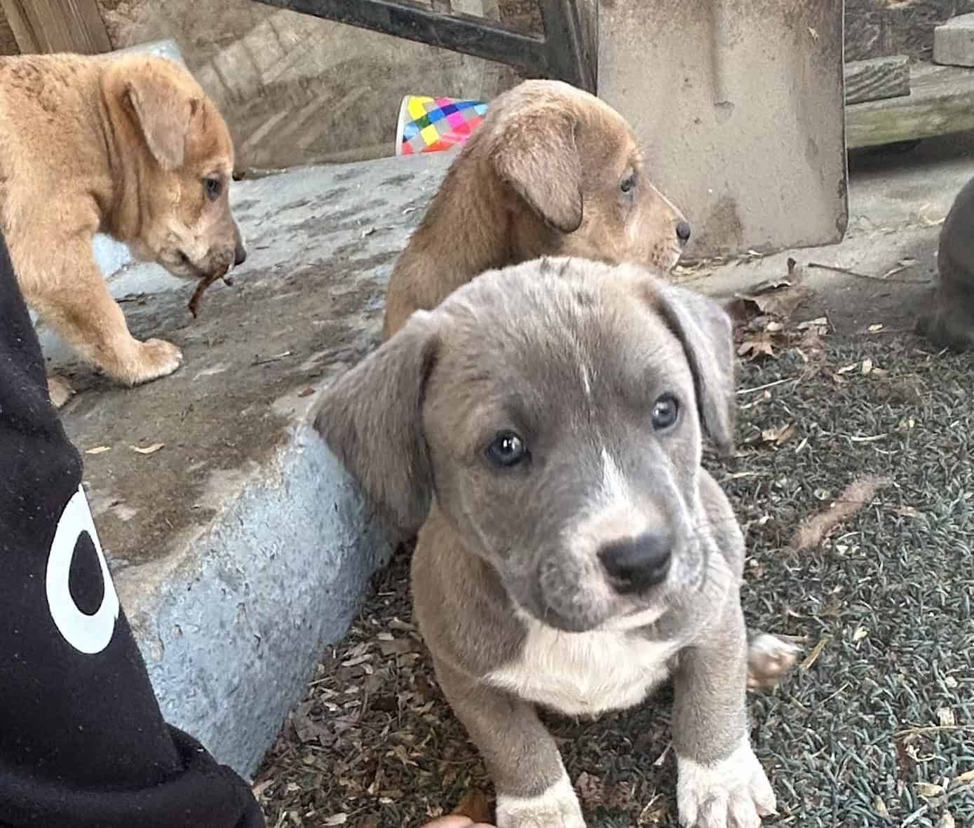 Free puppies | PetClassifieds.com