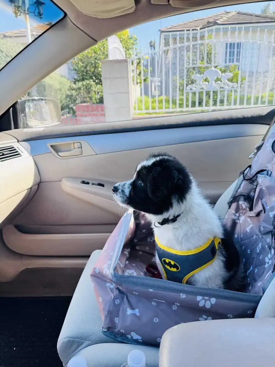 Smart & Adorable Black & White Border Collie Puppy | PetClassifieds.com