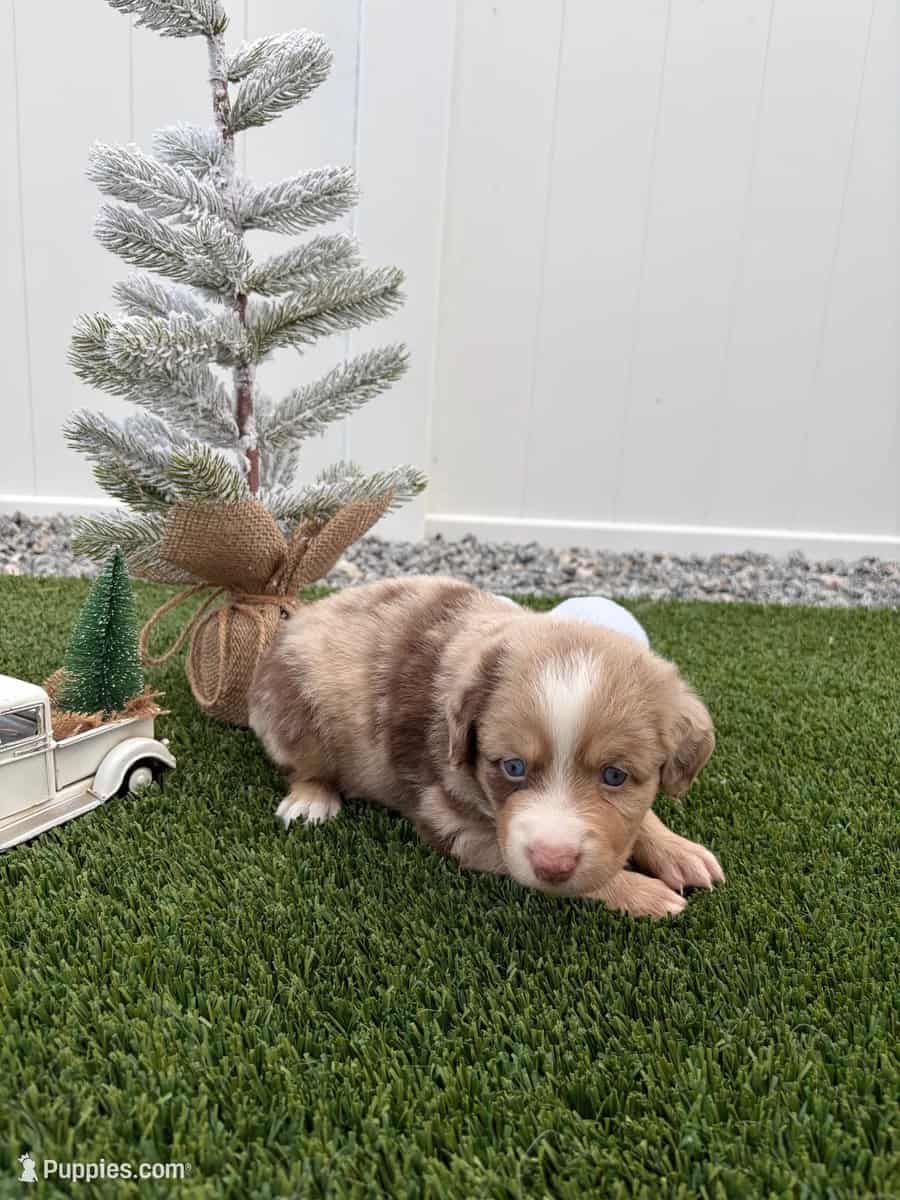 Red Merle - Mini Australian Shepard | PetClassifieds.com