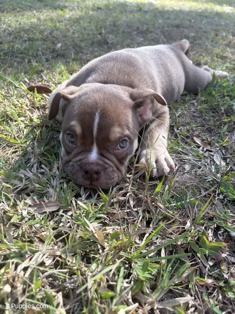 Playboy Benny | PetClassifieds.com