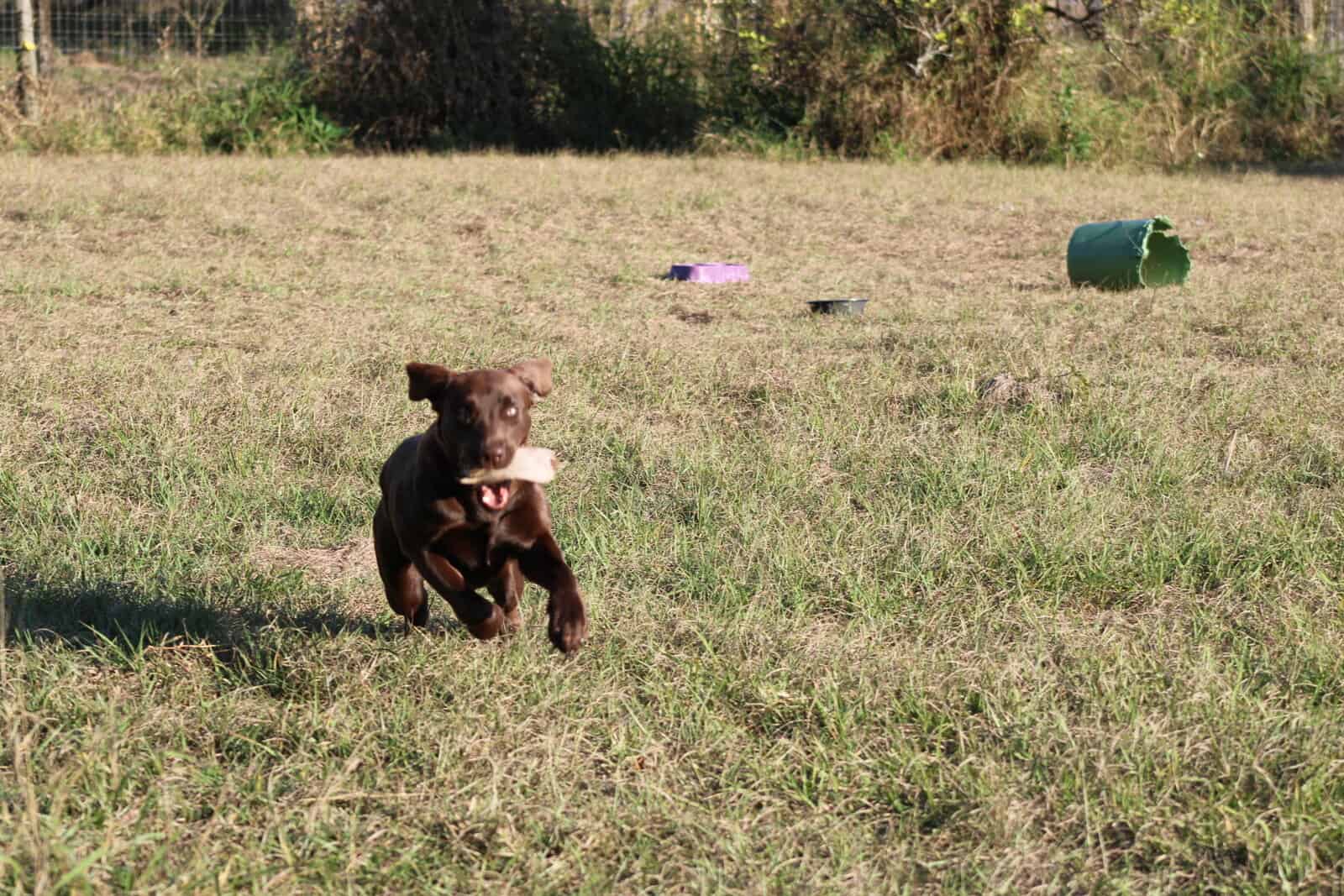 Female chocolate lab | PetClassifieds.com