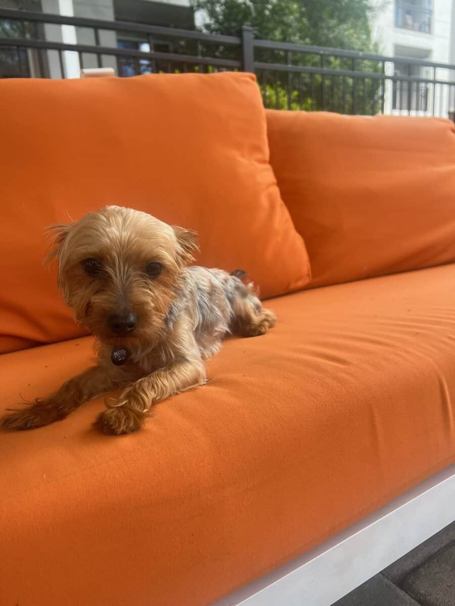 MALE YORKIE 1 Yrs Old | PetClassifieds.com