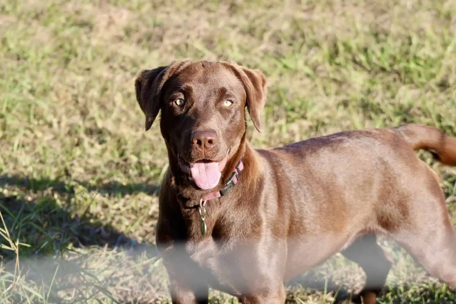 Female chocolate lab | PetClassifieds.com