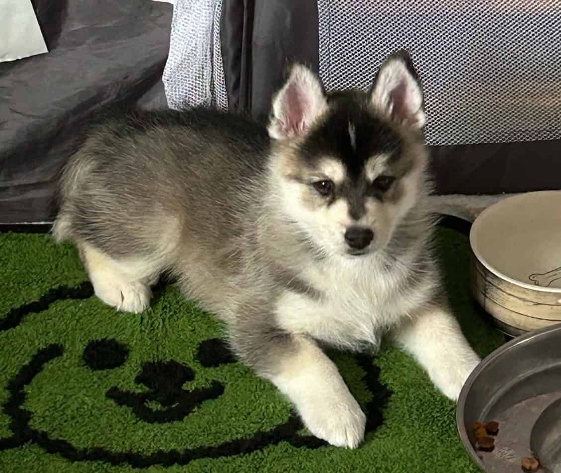 Timber | PetClassifieds.com