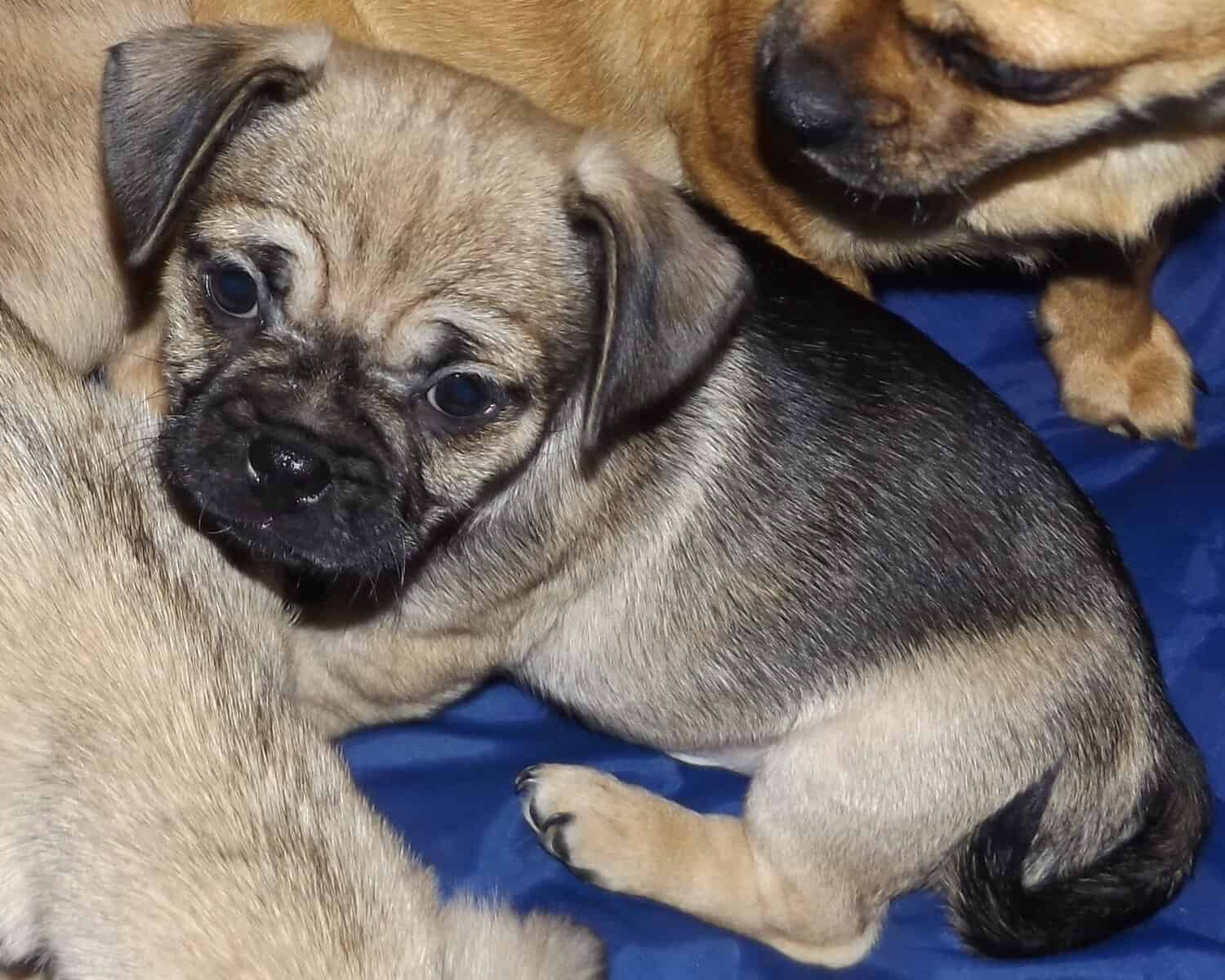 ADOREABLE CHUG PUPPIES BORN 11/05/25 | PetClassifieds.com