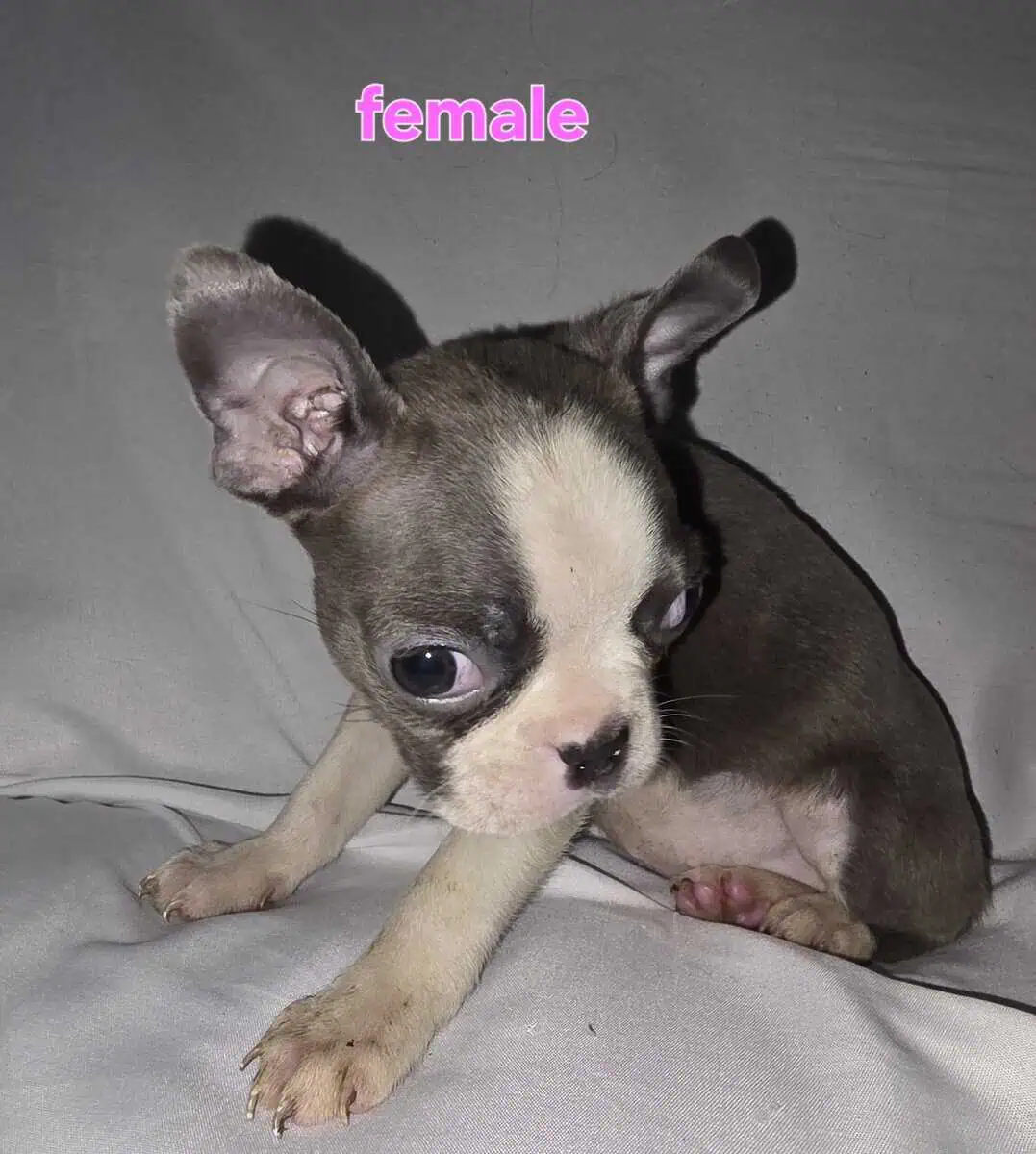 Boston Terrier Puppies | PetClassifieds.com