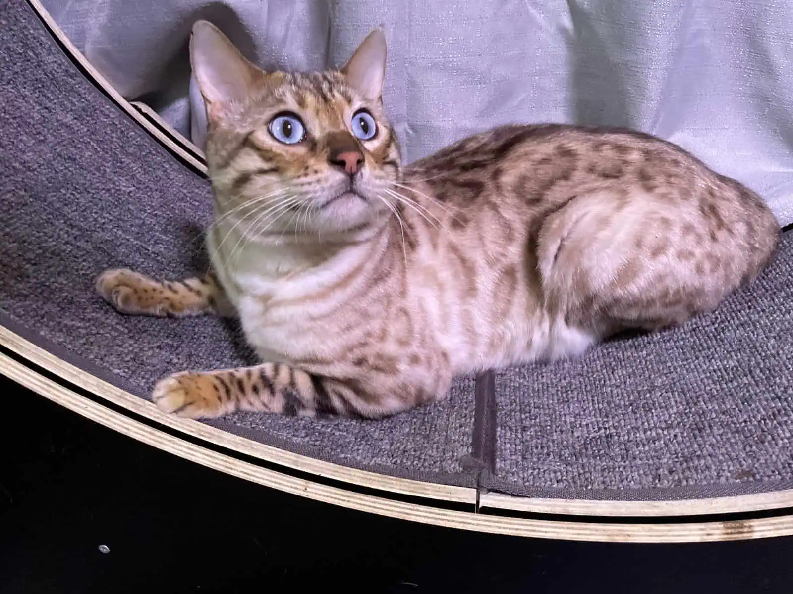 Bengal Pixie-Bob Kittens (Pixals) | PetClassifieds.com