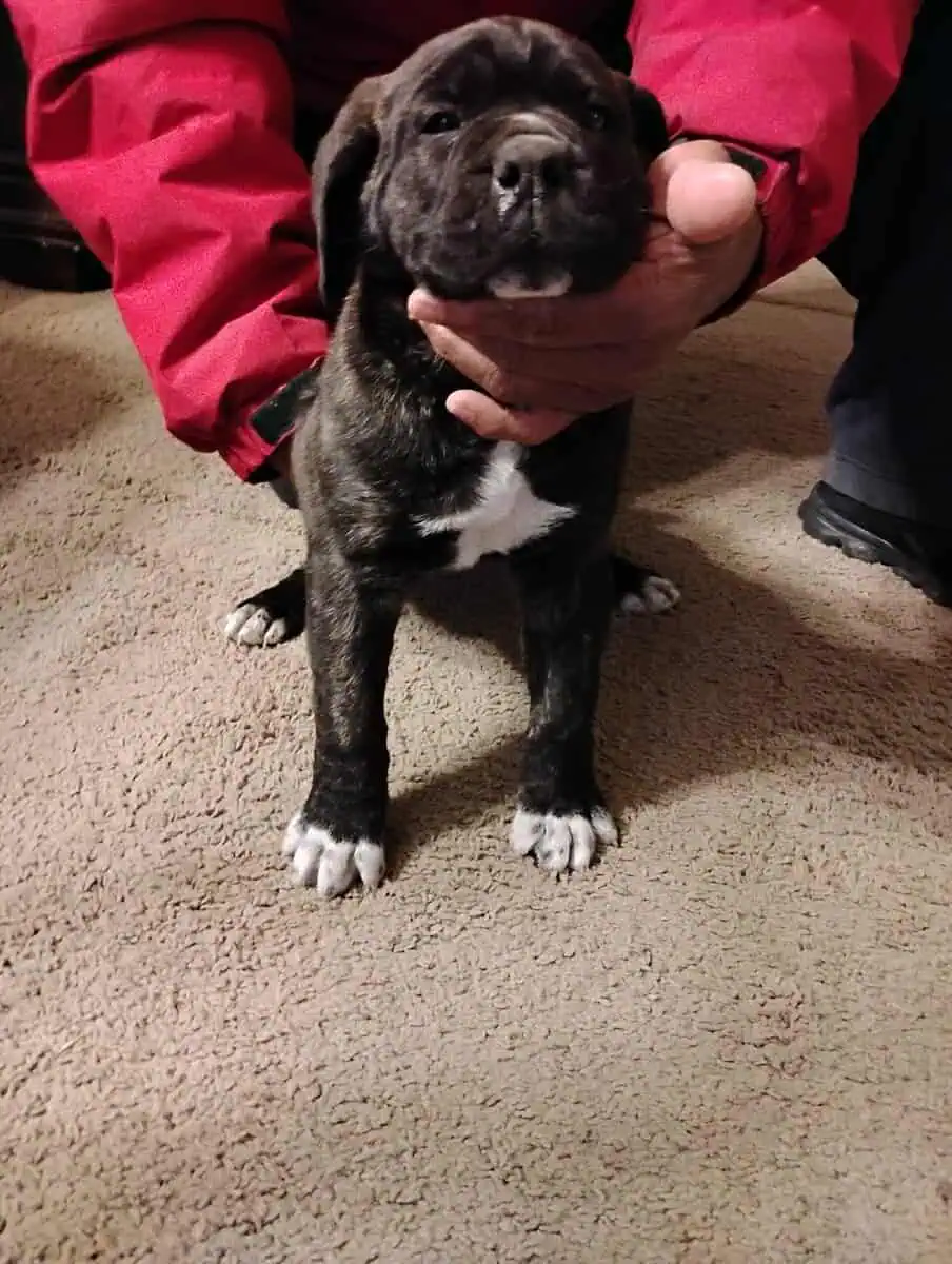 Cane Corso male pups 2 | PetClassifieds.com
