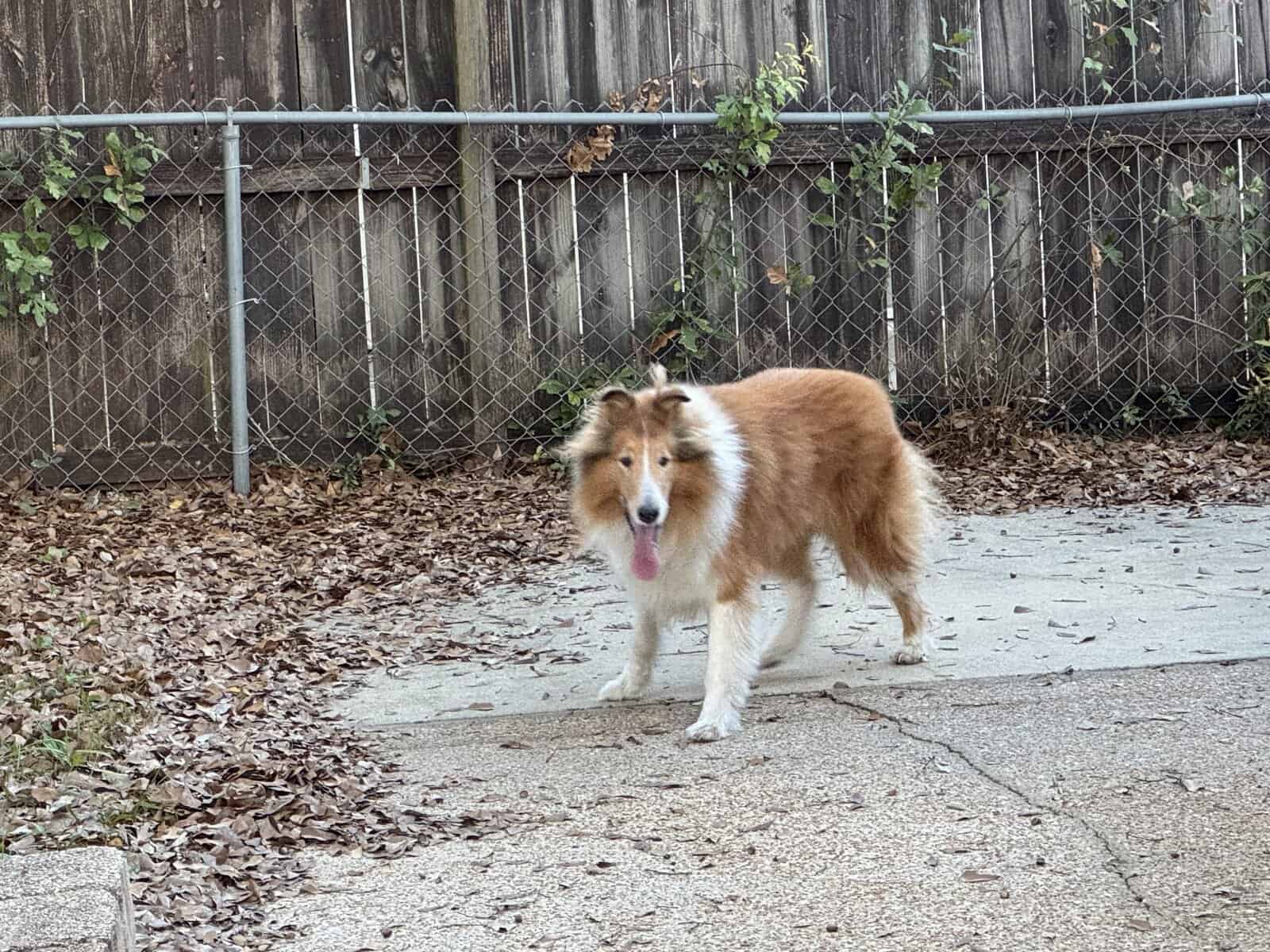 Love Lassie? Check out this handsome fella! | PetClassifieds.com