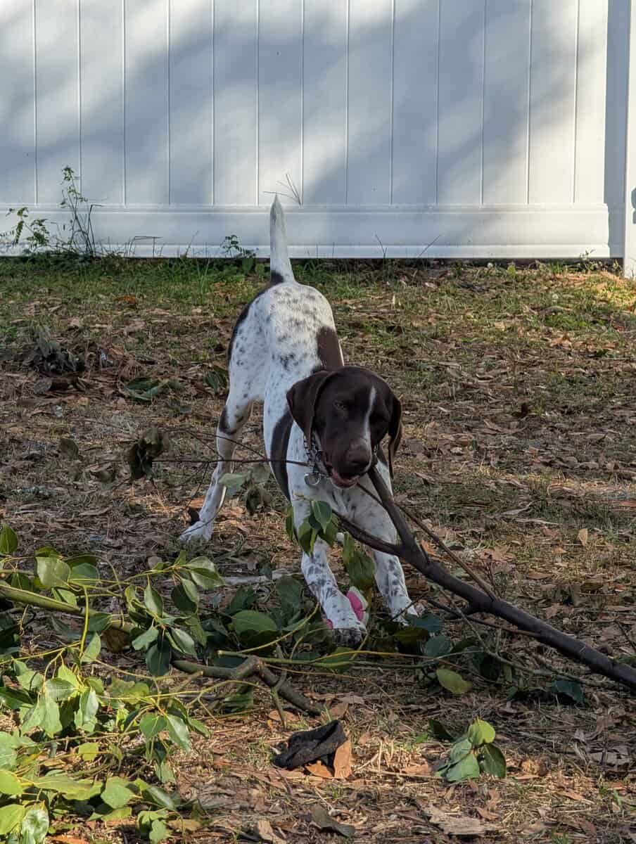 Pure Bred GSP | PetClassifieds.com