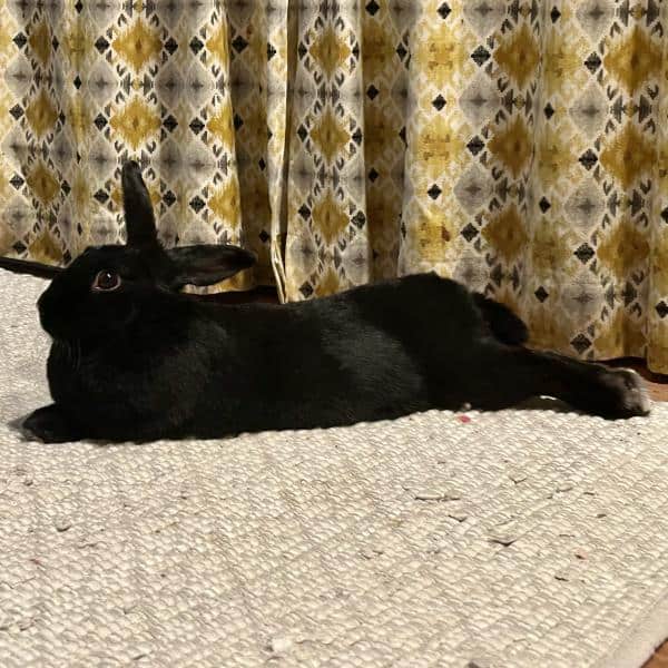 Tony | PetClassifieds.com