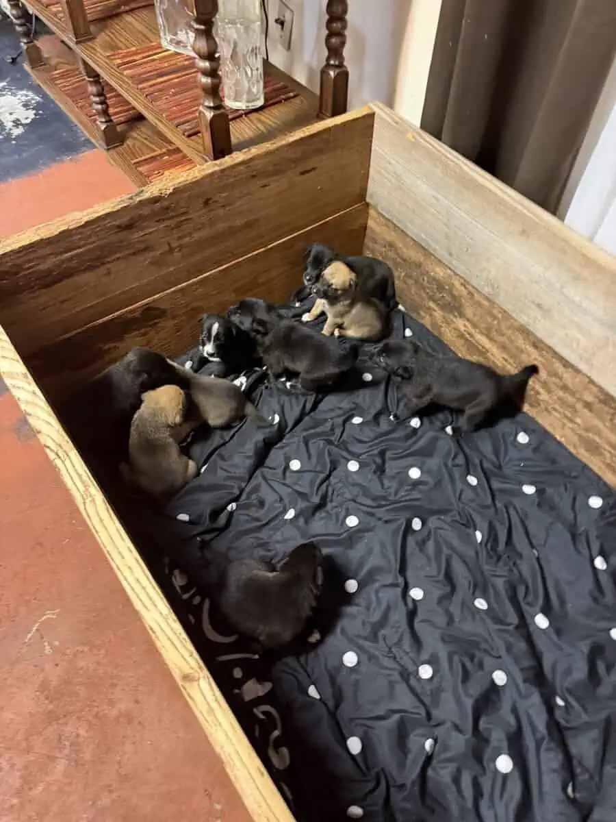 Free Puppies | PetClassifieds.com