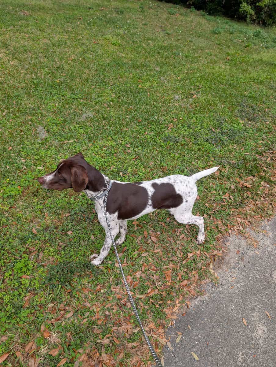 Pure Bred GSP | PetClassifieds.com