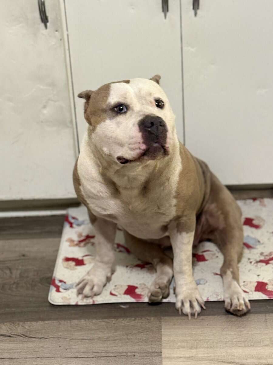Xl bully female | PetClassifieds.com