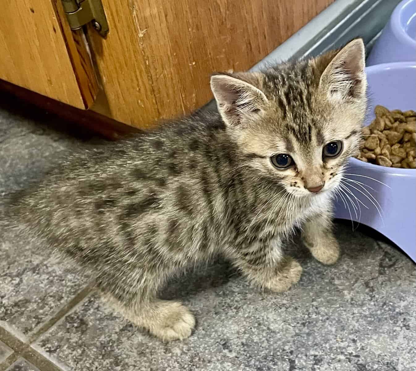 Bengal Pixie-Bob Kittens (Pixals) | PetClassifieds.com