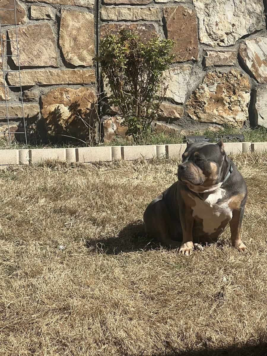 Armani - Bully | PetClassifieds.com