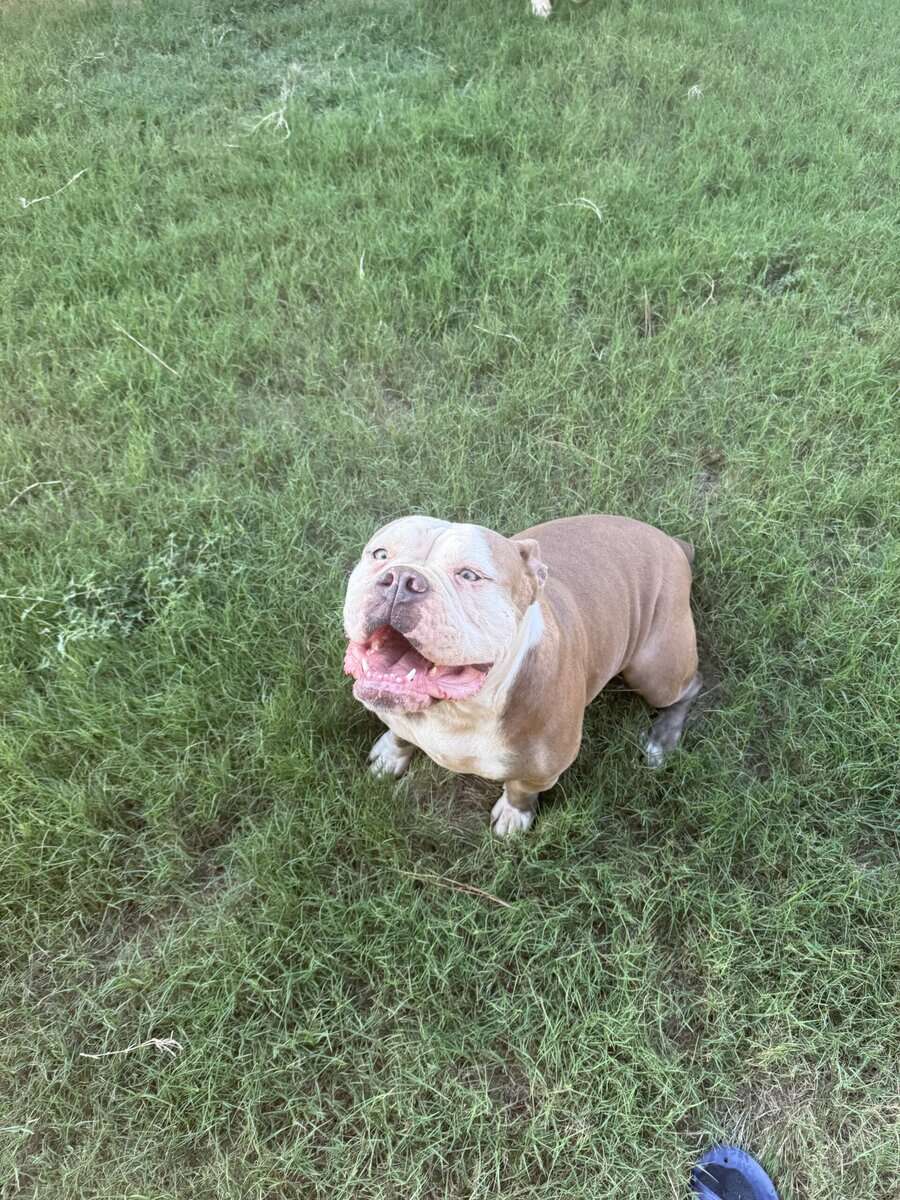 Olde English Bulldogges [IOEBA registered] | PetClassifieds.com