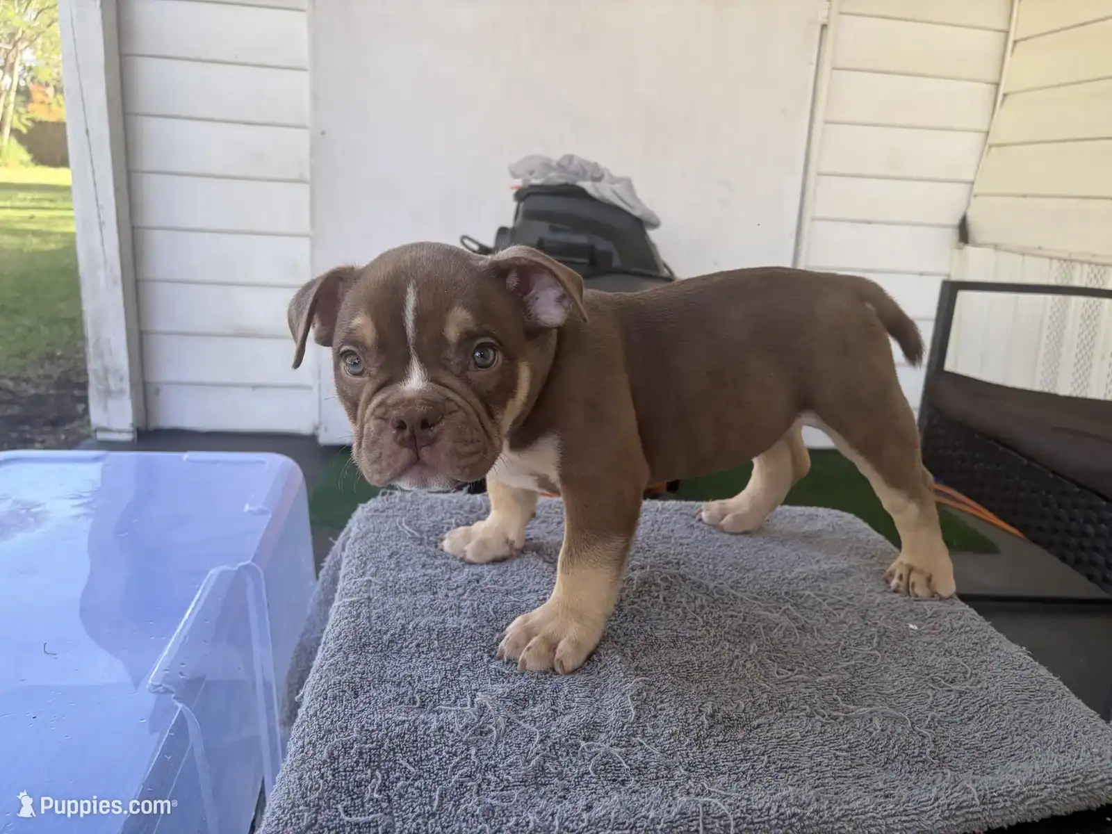 Playboy Benny | PetClassifieds.com