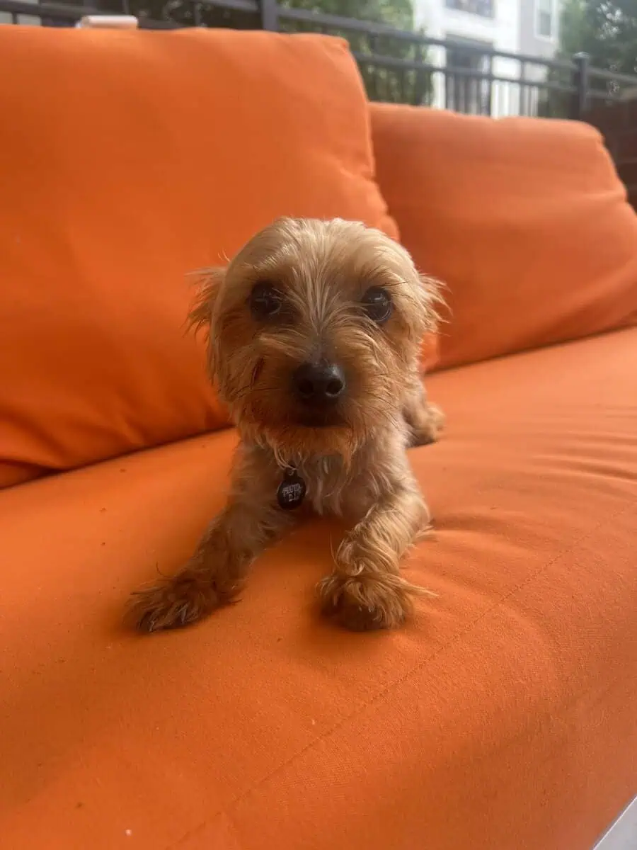 MALE YORKIE 1 Yrs Old | PetClassifieds.com