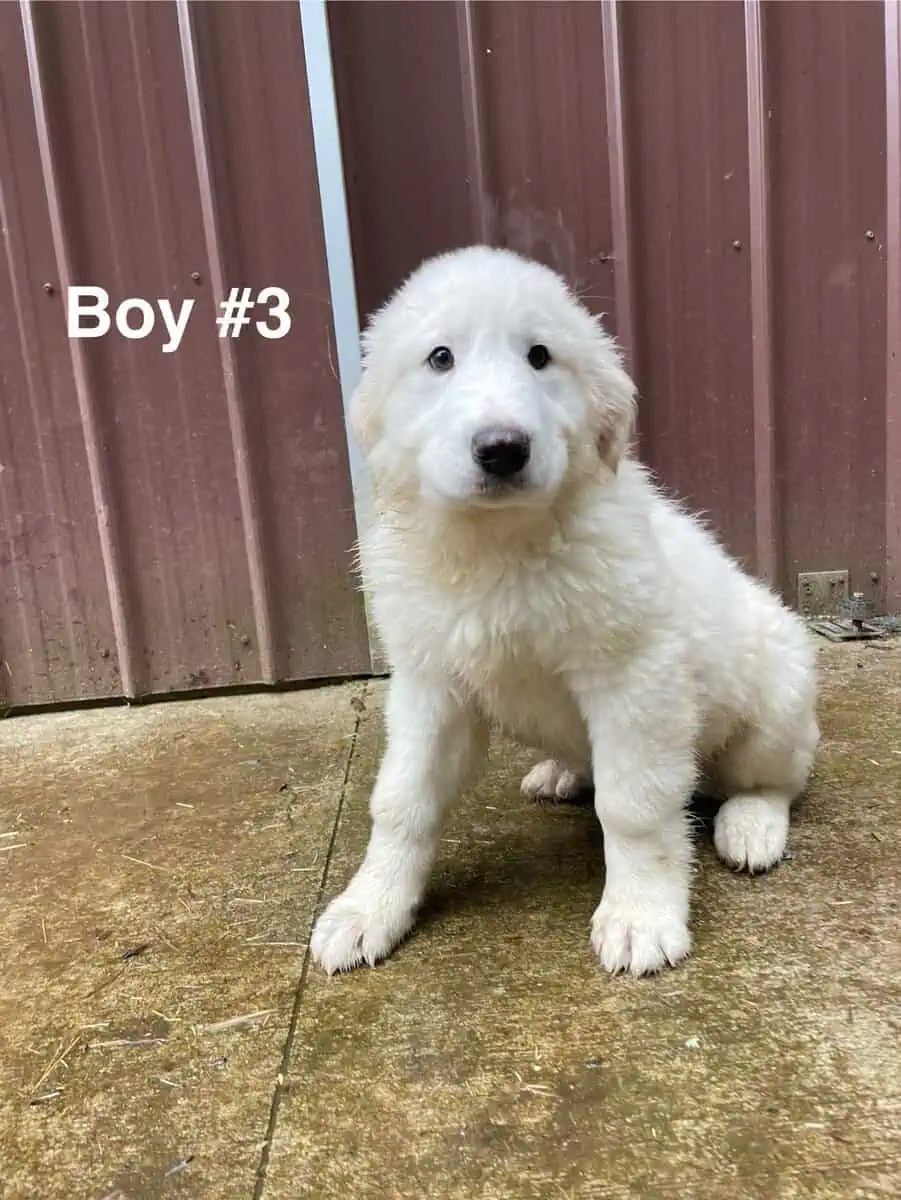 Great Pyrenees puppies | PetClassifieds.com