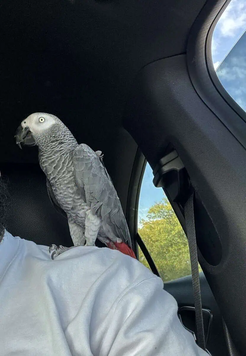 Female African Grey | PetClassifieds.com
