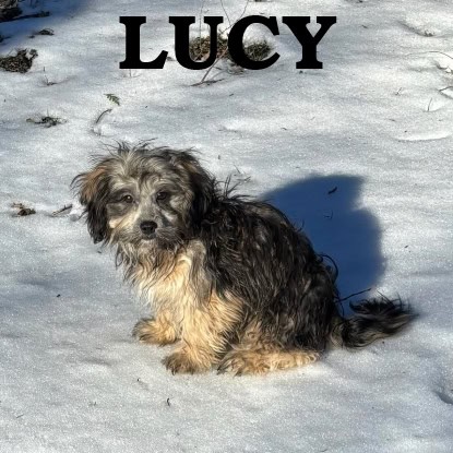 Lucy Female Teddy Bear Puppy | PetClassifieds.com