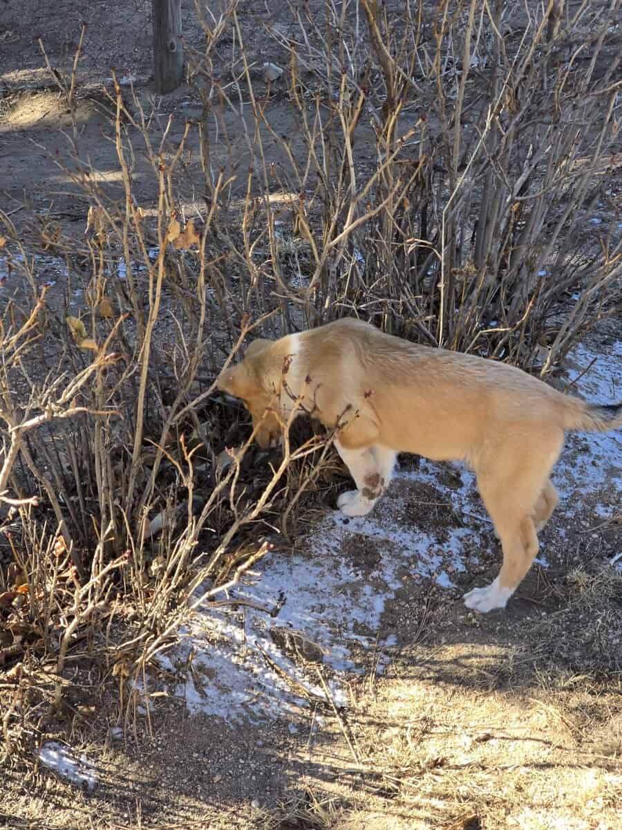 Sable Smooth Female-"Regan" | PetClassifieds.com