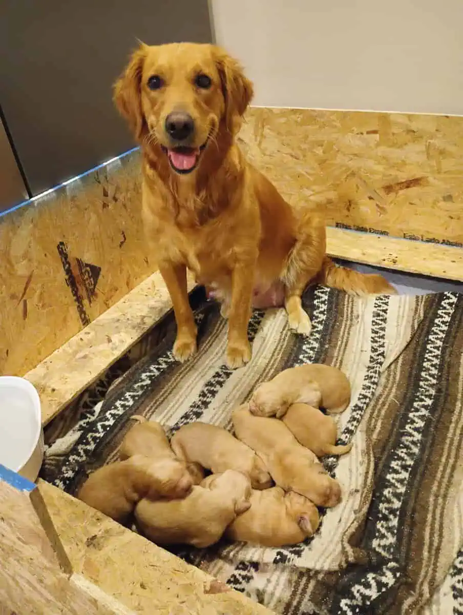 Bella | PetClassifieds.com