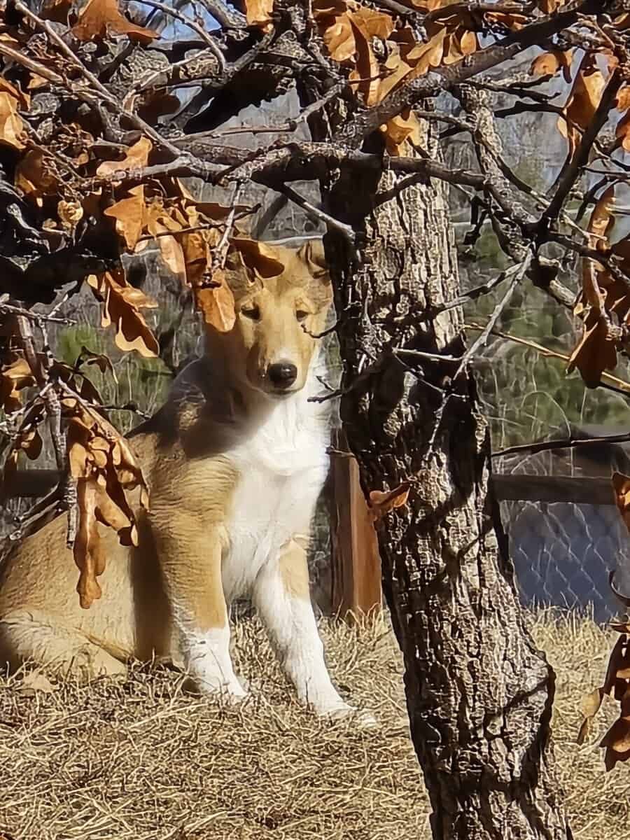 Sable Smooth Female-"Regan" | PetClassifieds.com