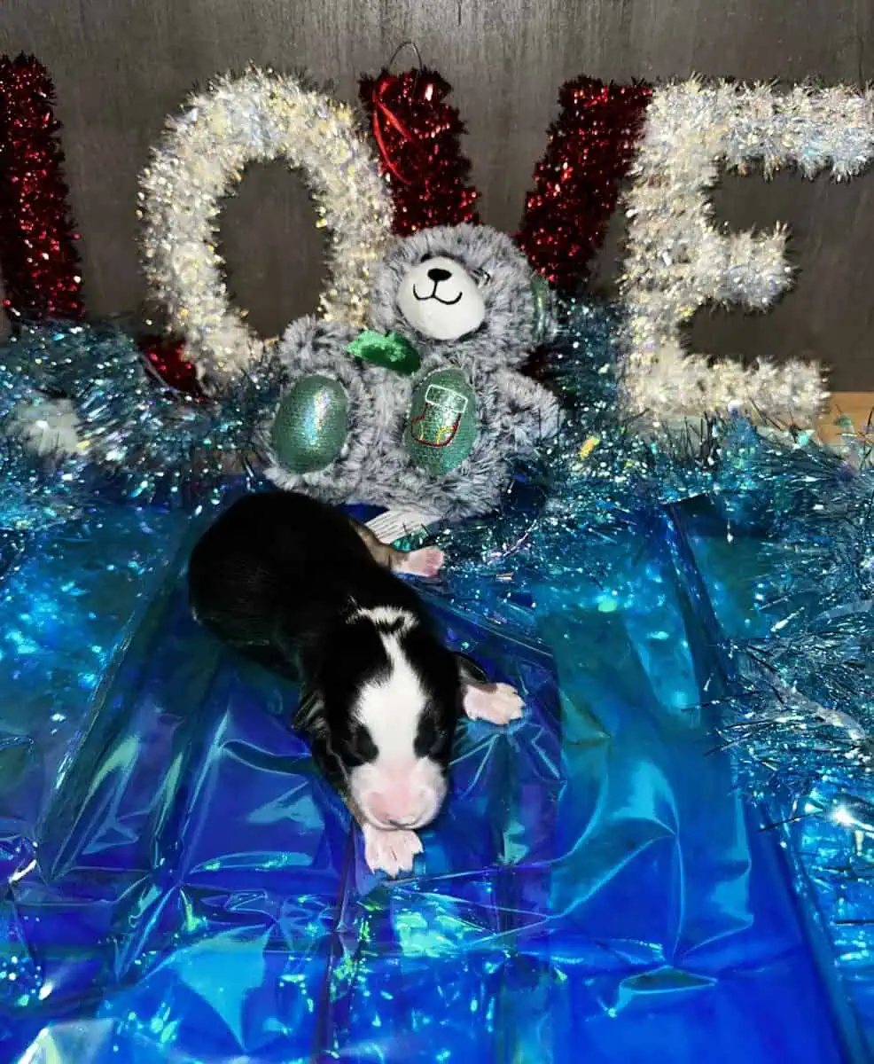 Blue 3 | PetClassifieds.com