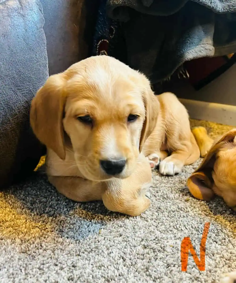 Springador Puppies ready around Valentine's Day | PetClassifieds.com