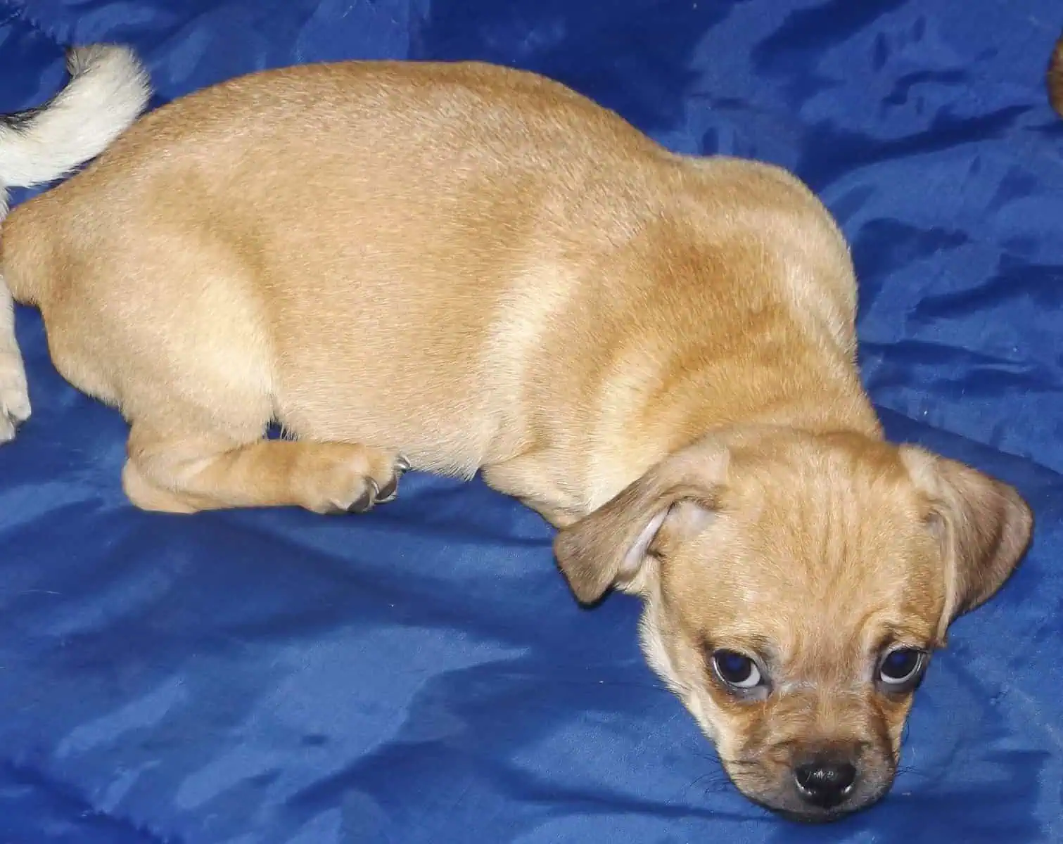 ADOREABLE CHUG PUPPIES BORN 11/05/25 | PetClassifieds.com