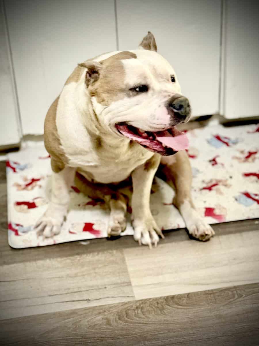 Xl bully female | PetClassifieds.com