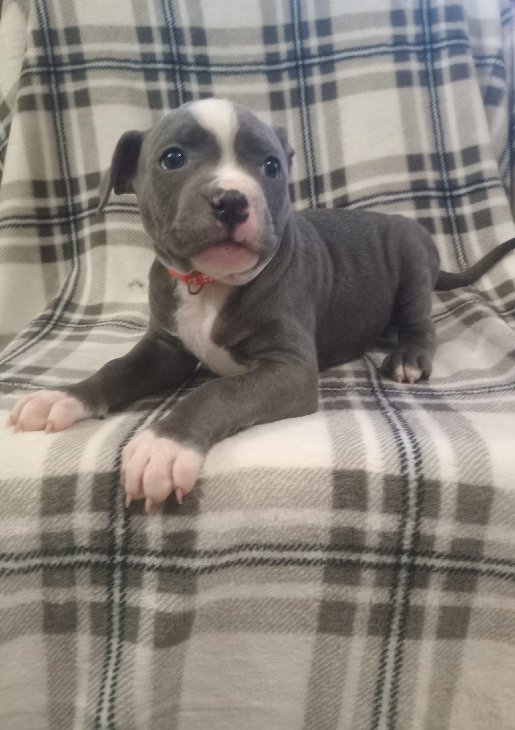 American bully | PetClassifieds.com