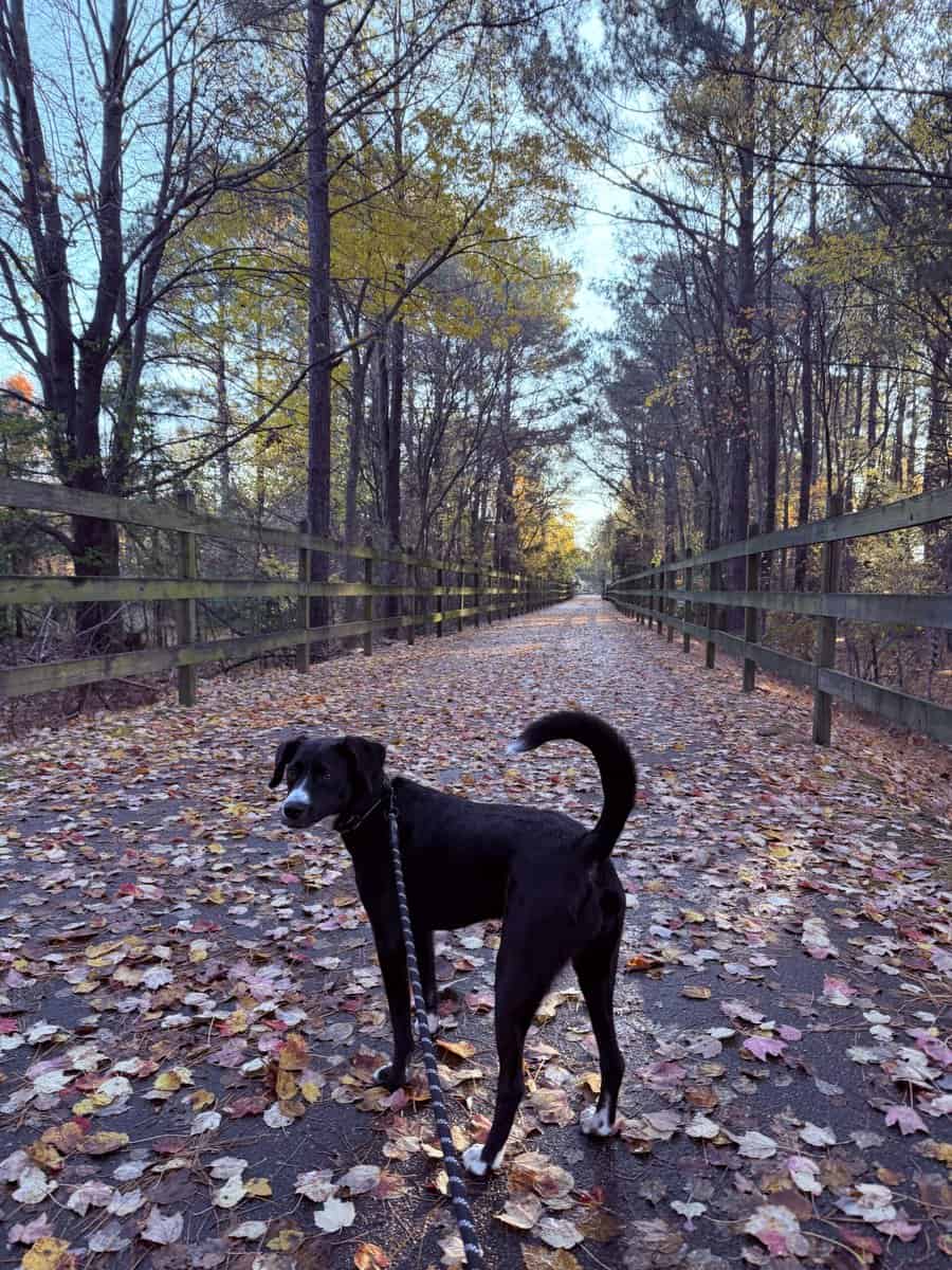 Sweet 1.5 year old mixed breed new new home | PetClassifieds.com